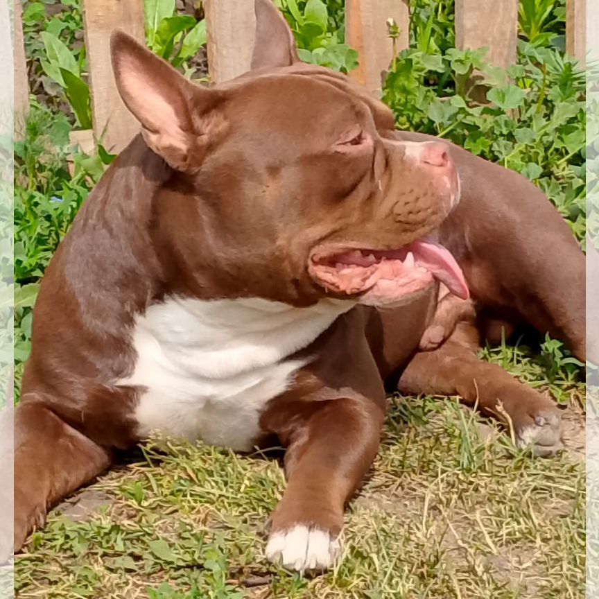 Американский булли покет