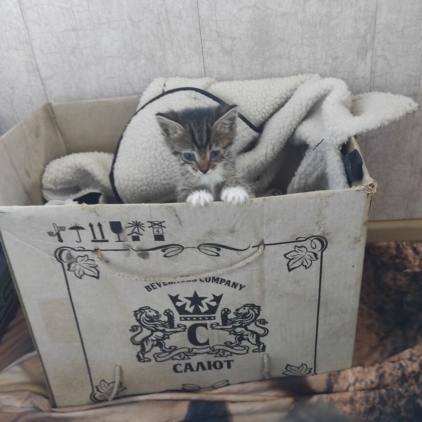 Котята в добрые руки месяц
