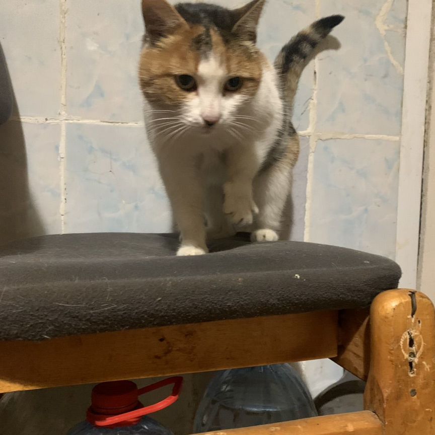 Кошки в добрые руки