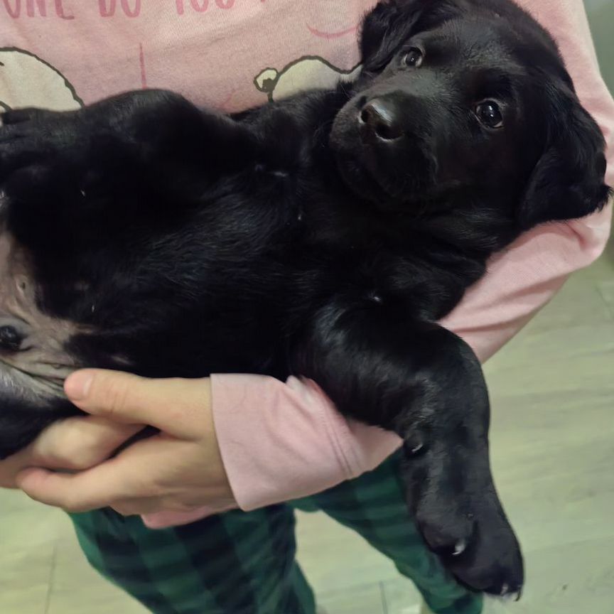 Лабрадор-ретривер, щенок