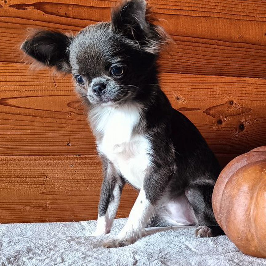 Шикарная курносая красотка