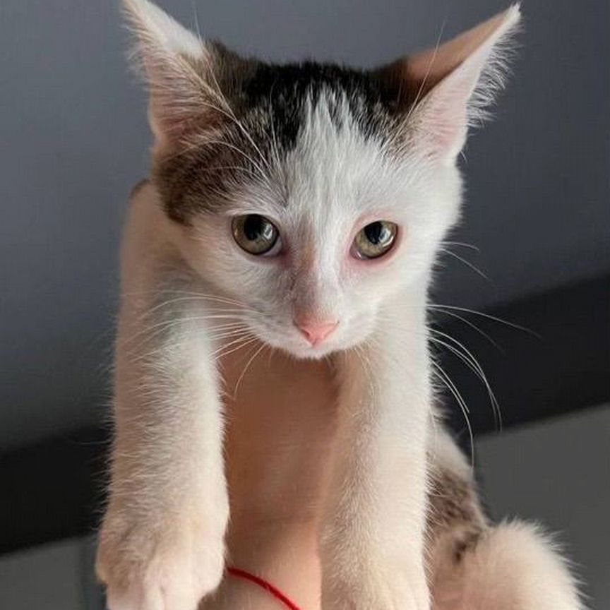 Котенок девочка ищет дом