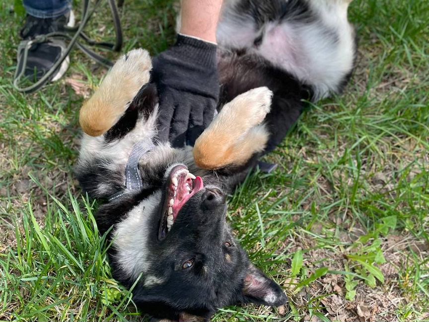 Добрый небольшой пёс ищет дом