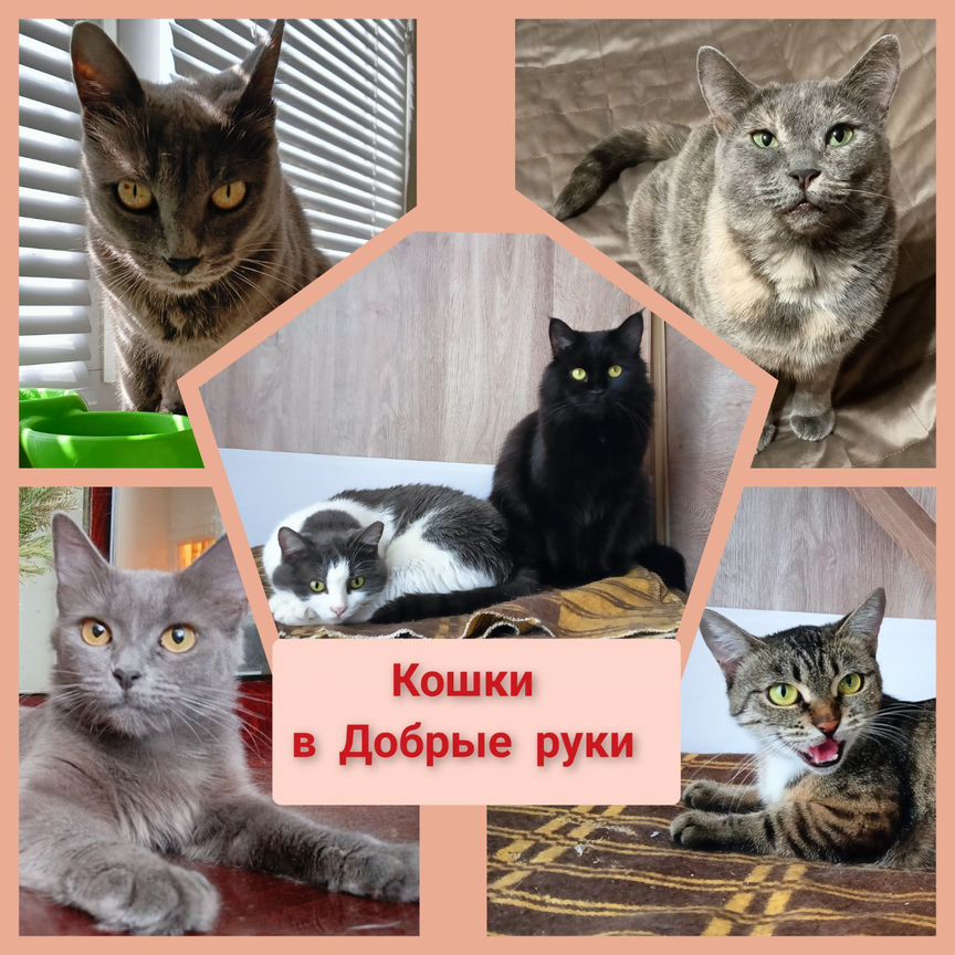 Ищу хозяев для кошек (стерилизованные)