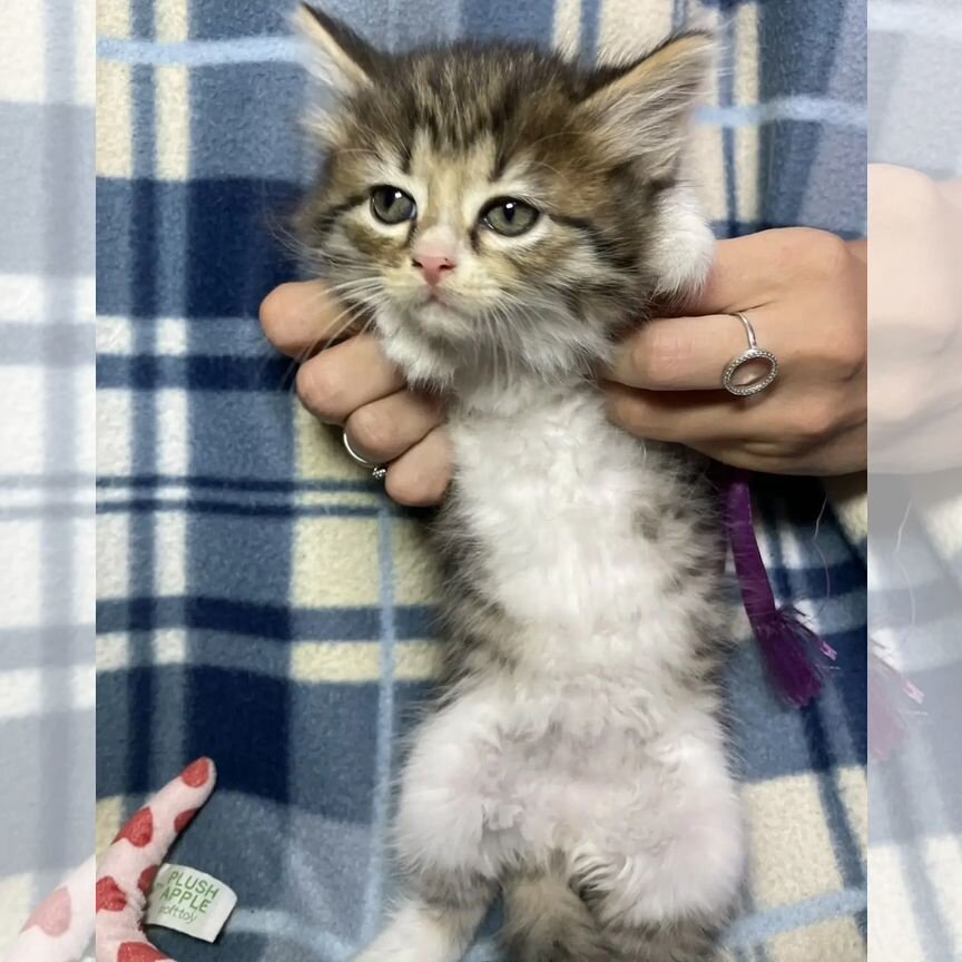 Котёнок в добрые руки