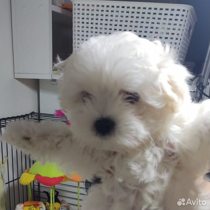 Продам щенков мальтийской болонки