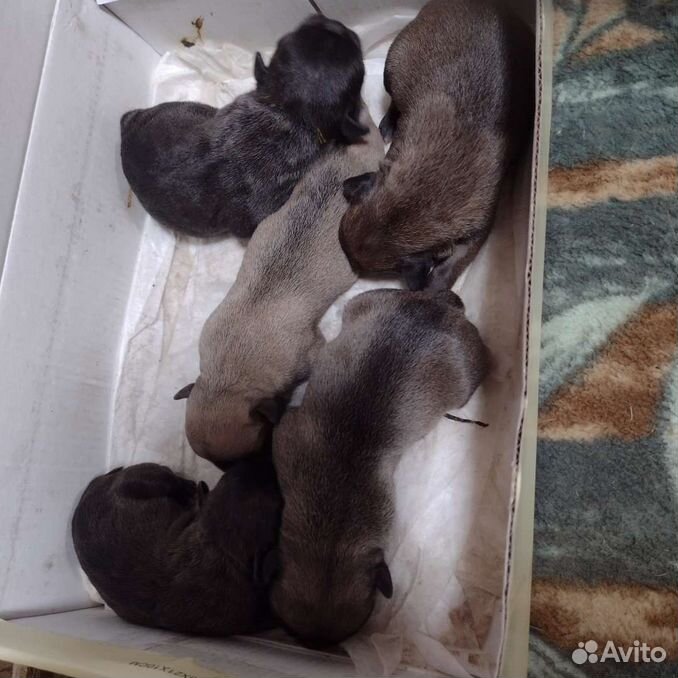 Щенки французского бульдог остались одни девочки