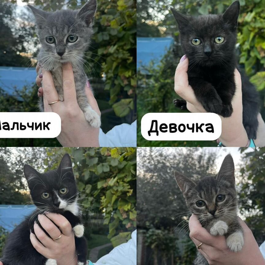 Отдадим 3 месячных котят в добрые руки