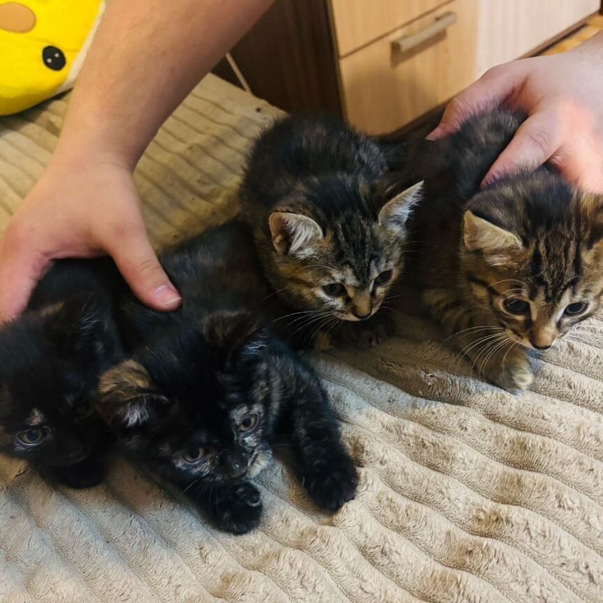 Курильский бобтейл короткошёрстный котёнок