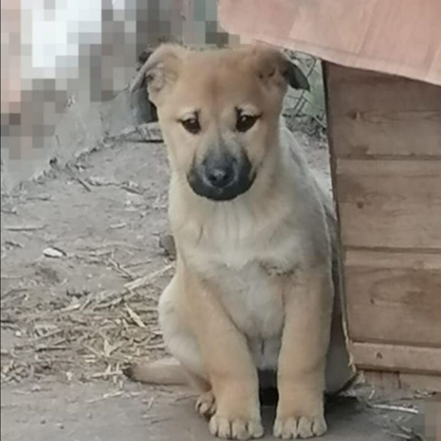 Лучше Лаки нет собаки