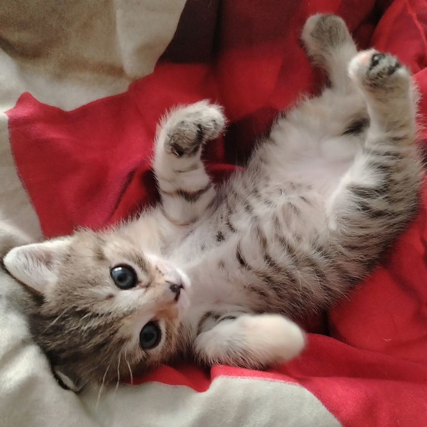 Сибирский котёнок