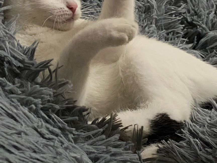Беременна кошка. Котята в добрые руки бесплатно