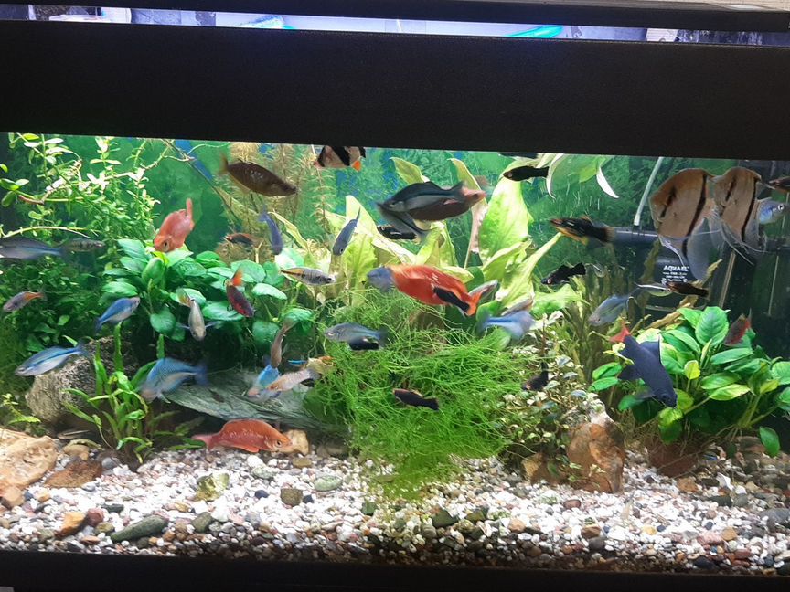 Прополка аквариума