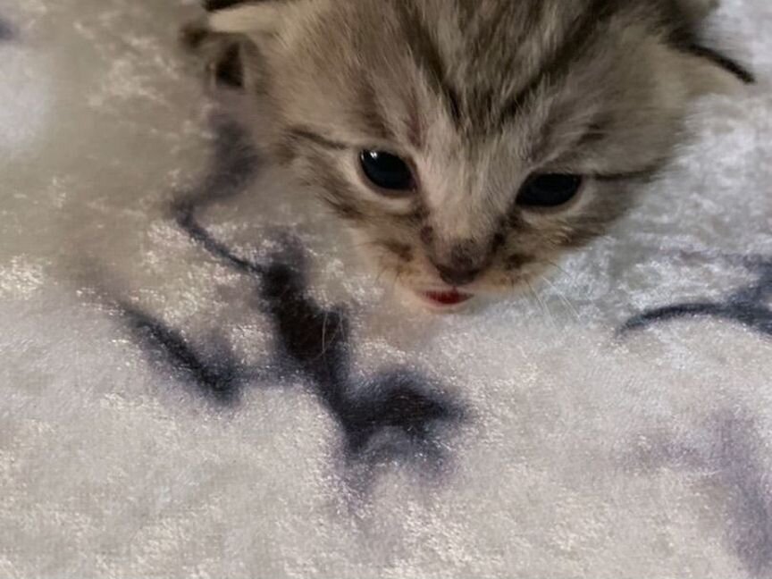 Котята в добрые руки бесплатно