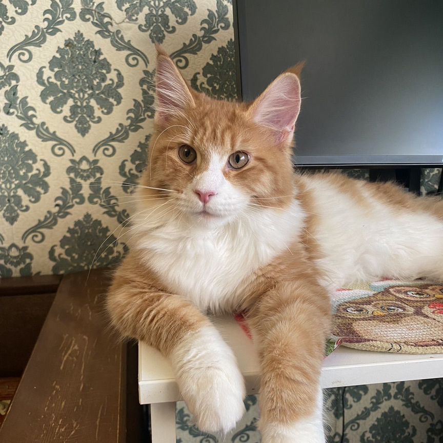 Кошка мейкун