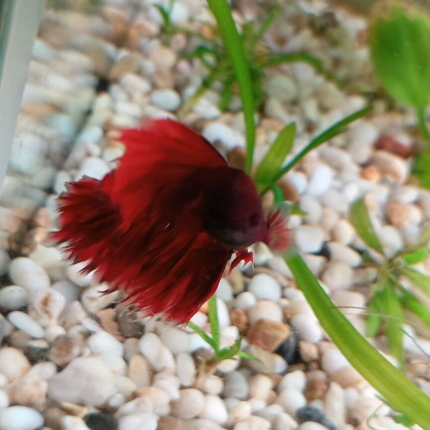 Рыбки петушки