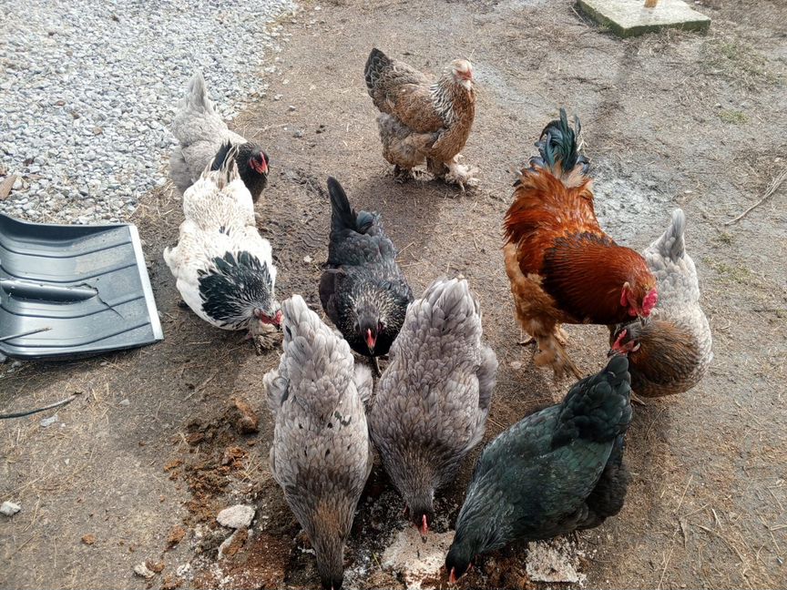 Продам 8 курей и 1 петуха