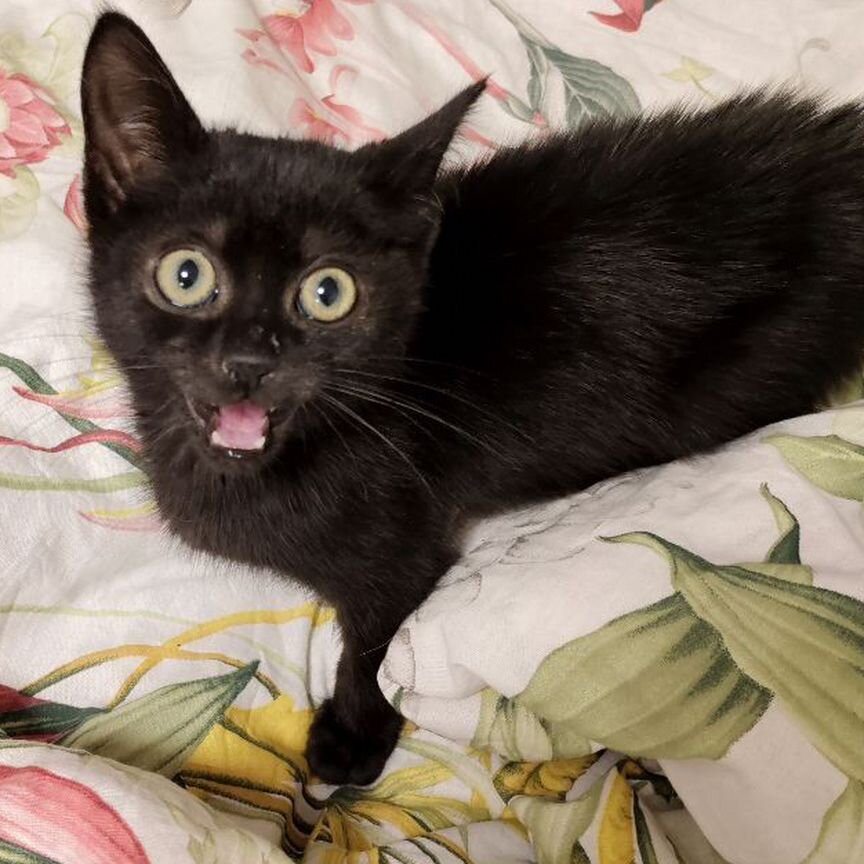 Котёнок в добрые руки