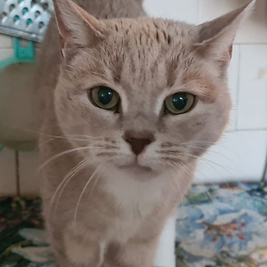Ищут дом две кошечки