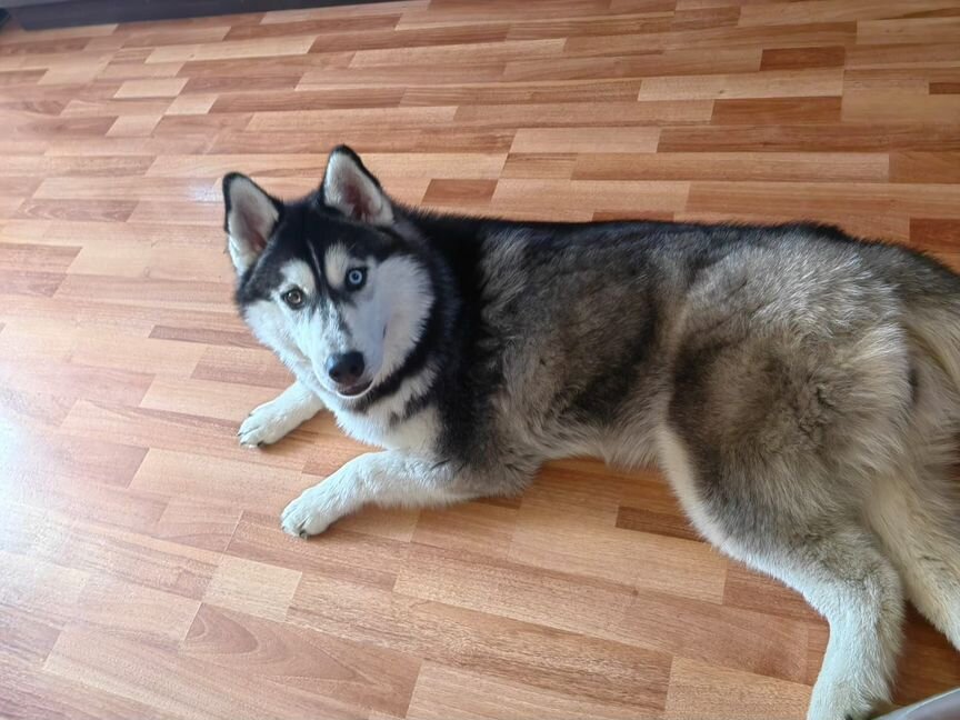 Сибирский хаски