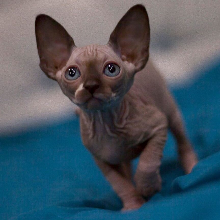 Канадский сфинкс котёнок