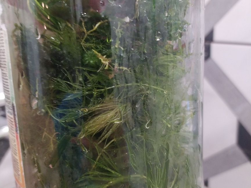 Водоросли для аквариума