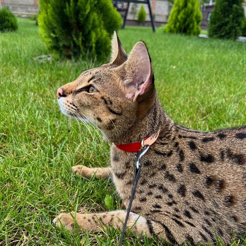 Стильные ошейники для кошек и котов