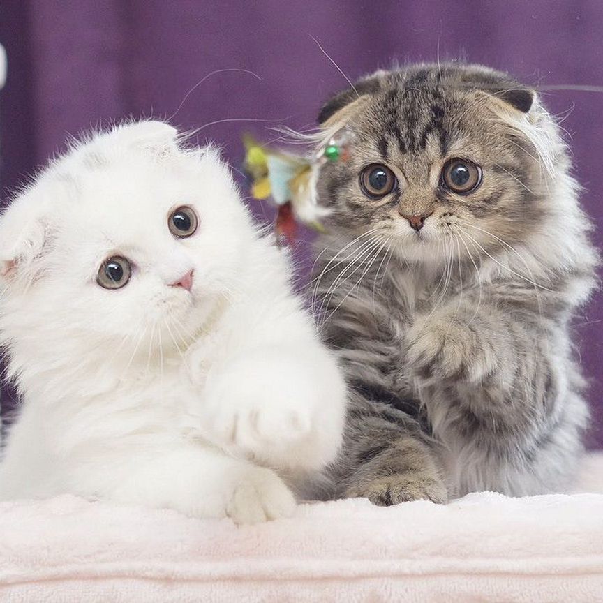 Шотландские котята
