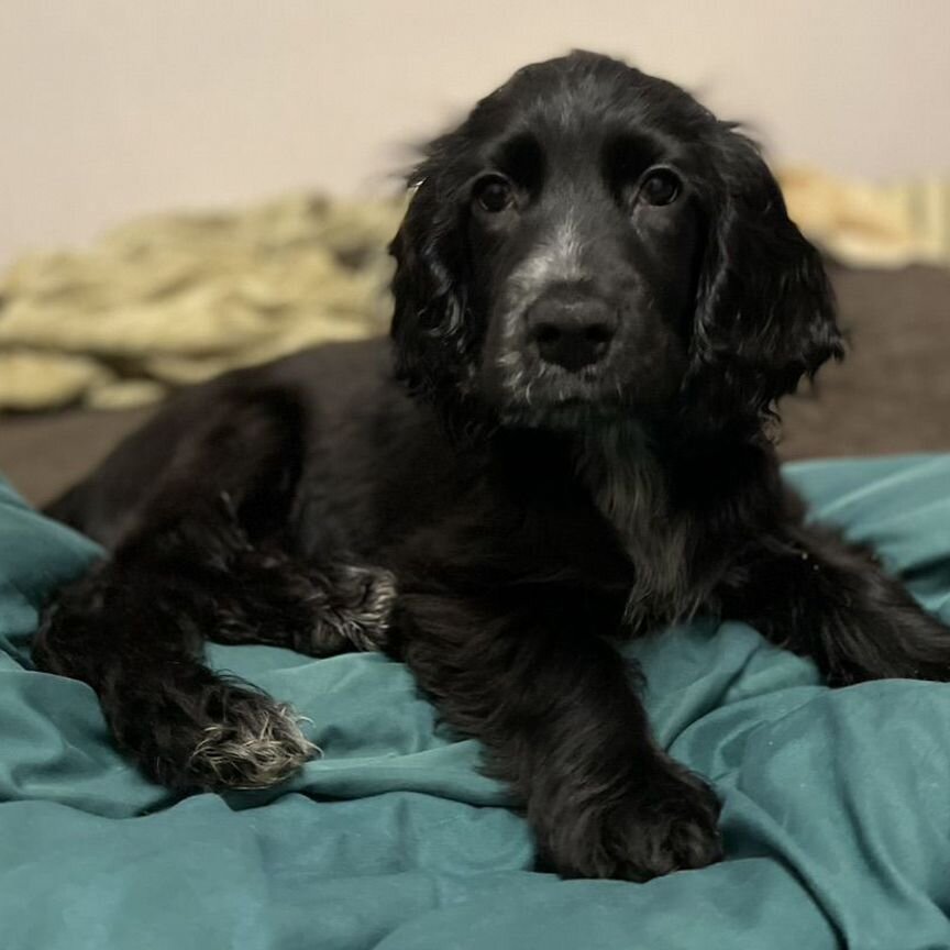 Английский кокер-спаниель, щенок