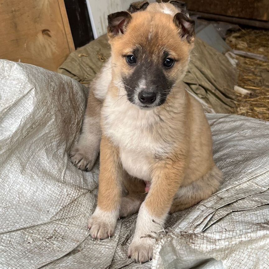 Западносибирская лайка, щенок