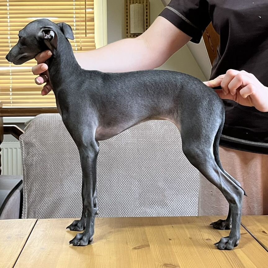 Левретка, щенок