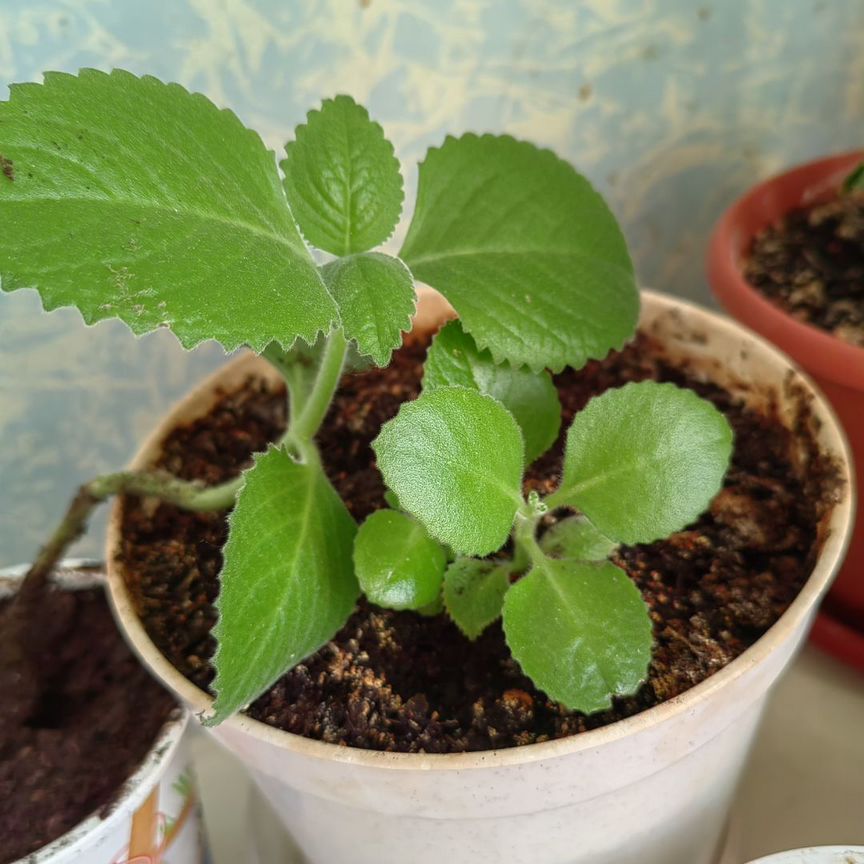 Цветок Мята Комнатная для кошек