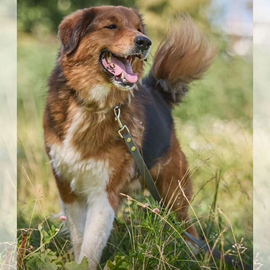 Взрослый пёс в добрые руки