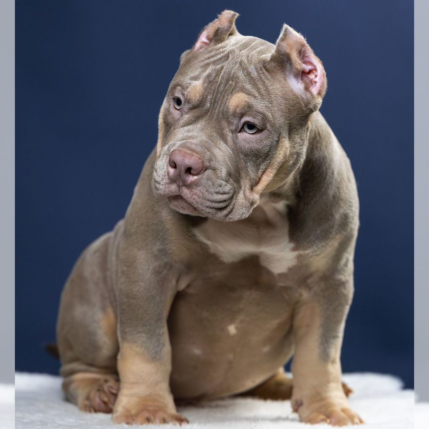 Американский булли, щенок