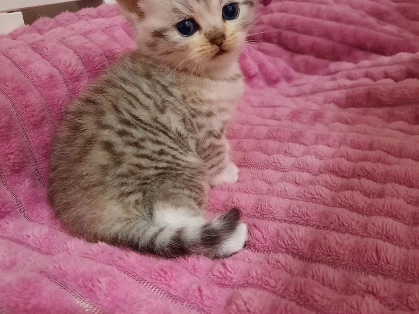 Шотланский котенок