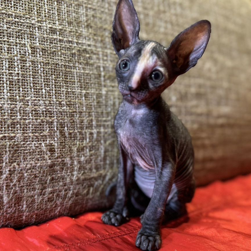 Корниш-рекс котёнок