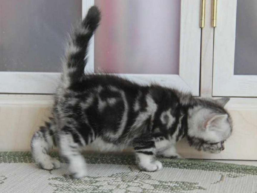 Британские котята к новому году