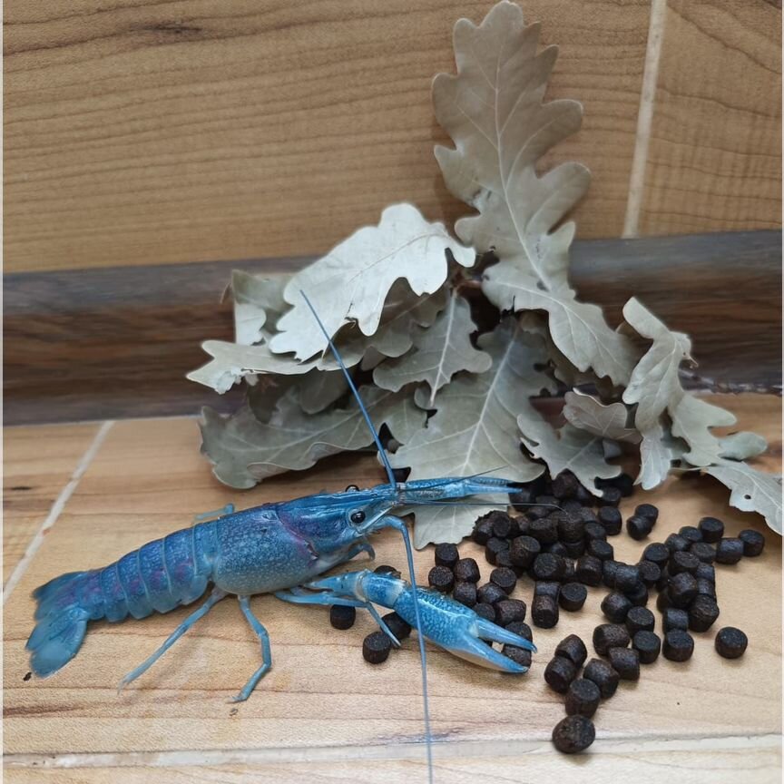 Австралийский красноклешневый рак