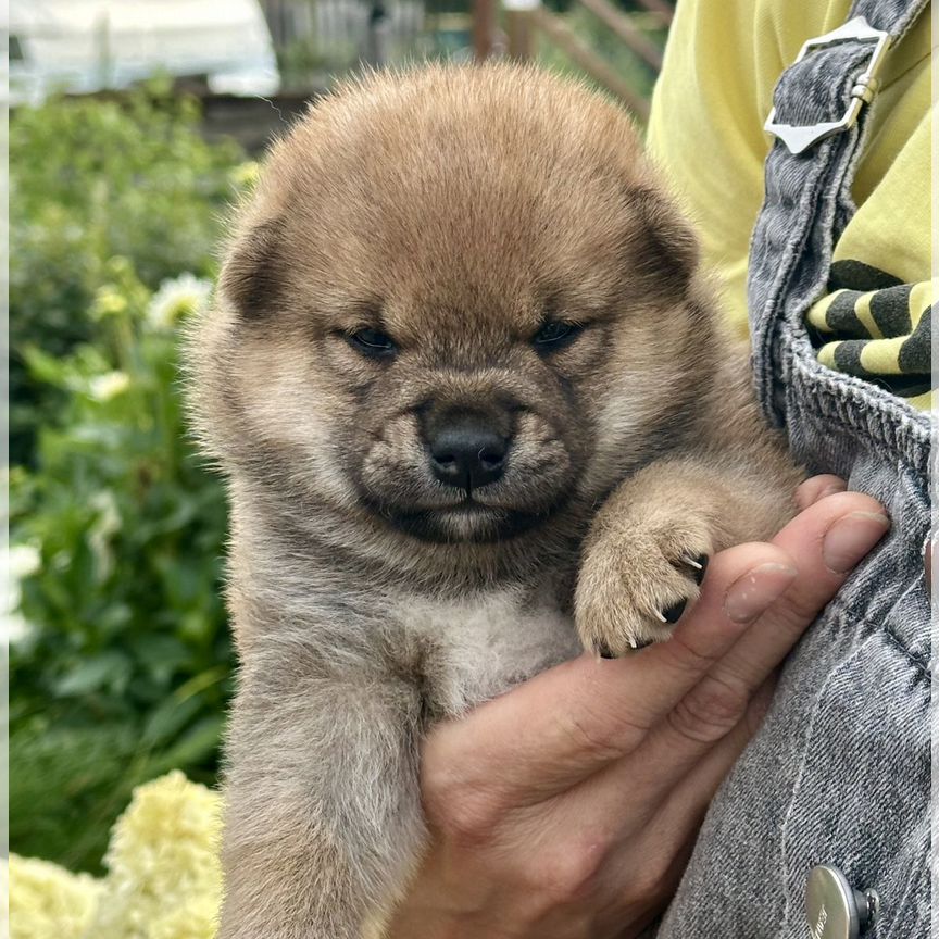 Щенки сиба ину