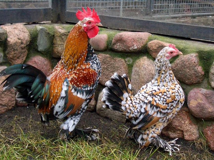 Продам кур: декоративных, редких и обычных