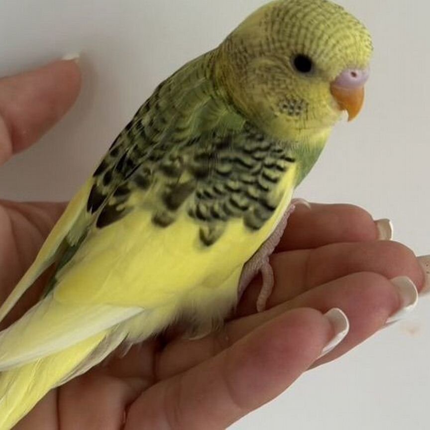 Птенцы волнистый попугай