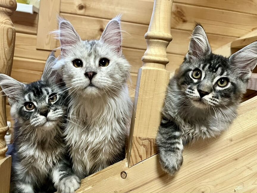 Мейн-кун мальчик на фото справа