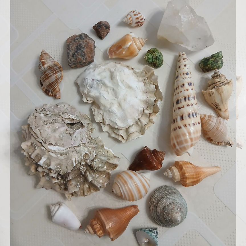 Ракушки морские для аквариума