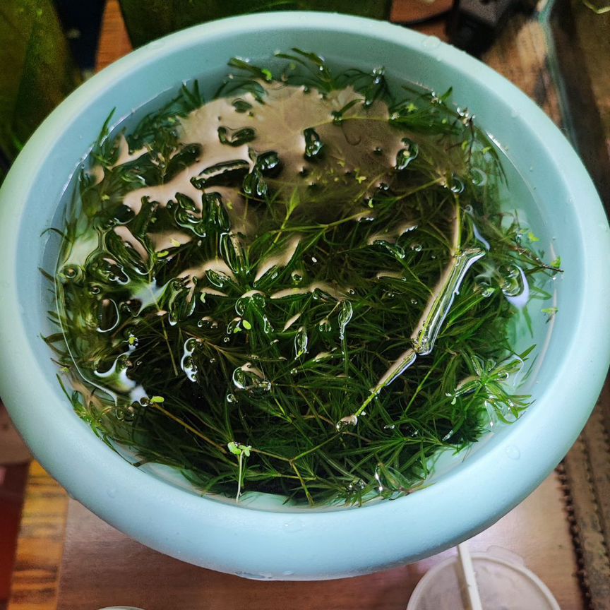 Аквариумные растения