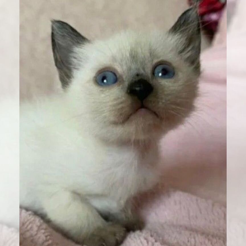 Тайский котёнок