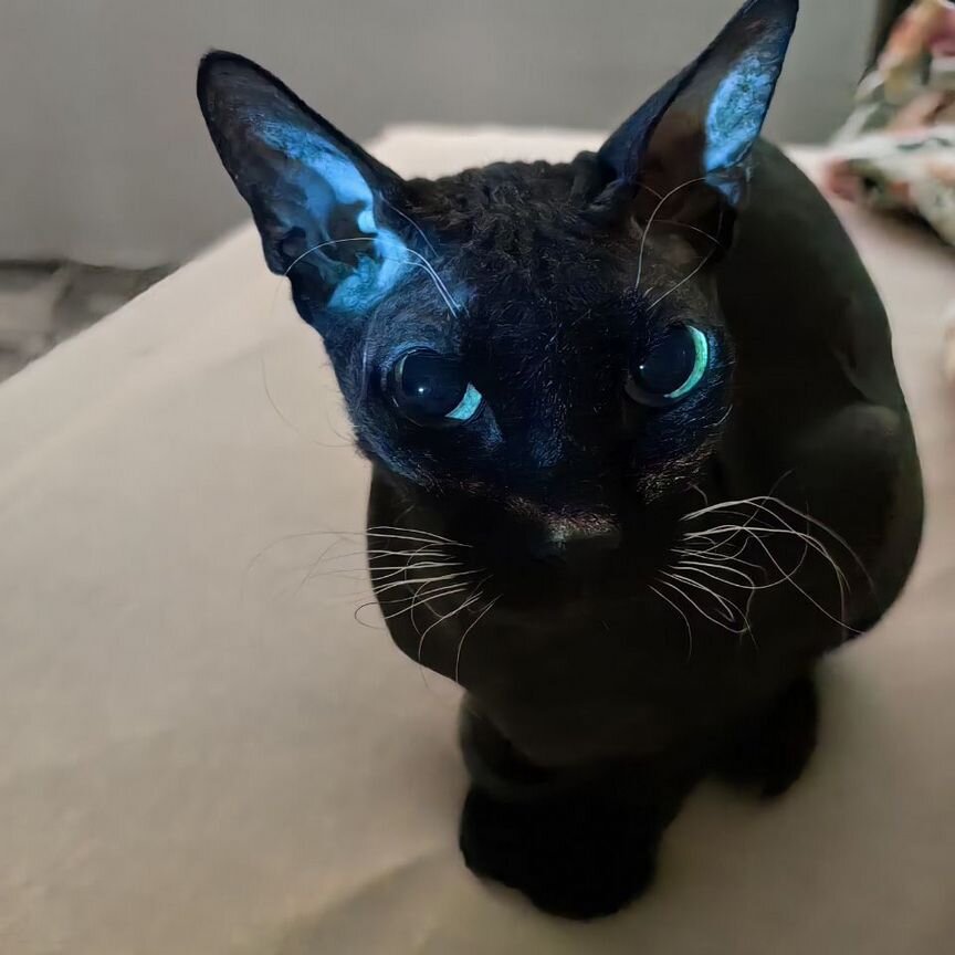 Кошка донской сфинкс