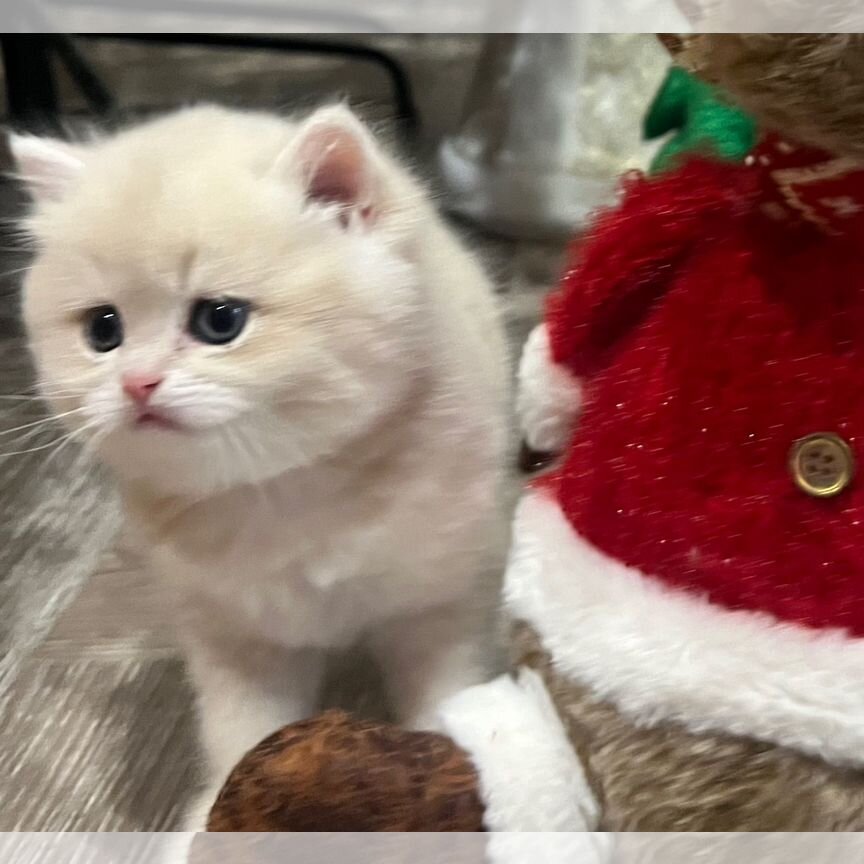 Британский короткошёрстный котёнок