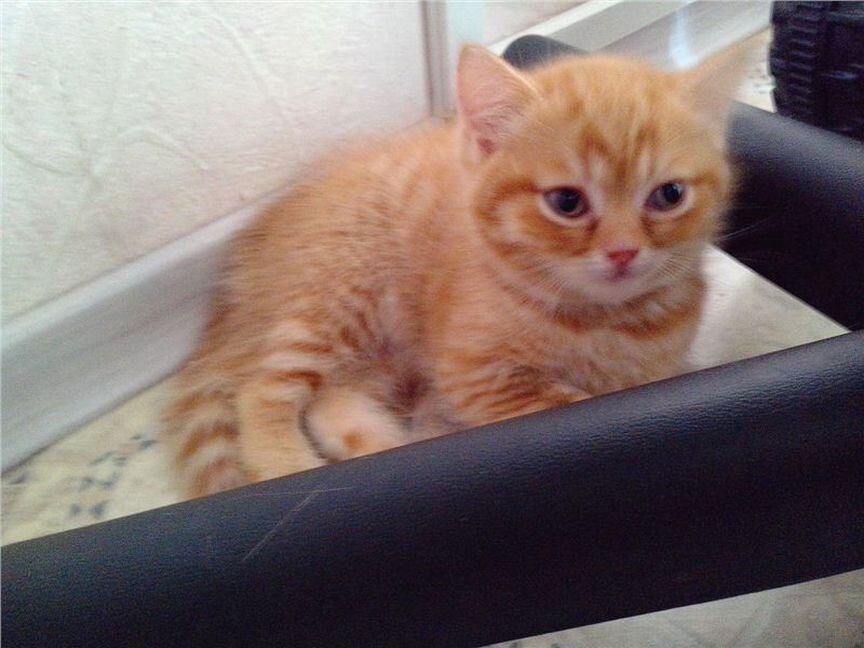 Шотландский мальчик