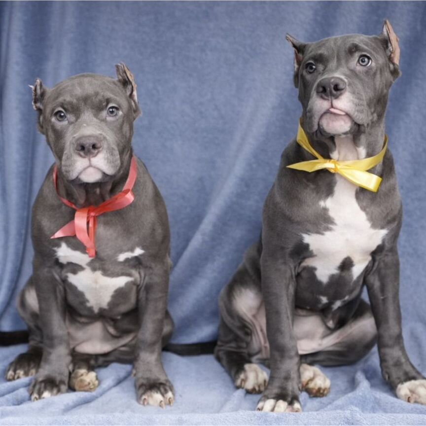 Американский булли, щенок