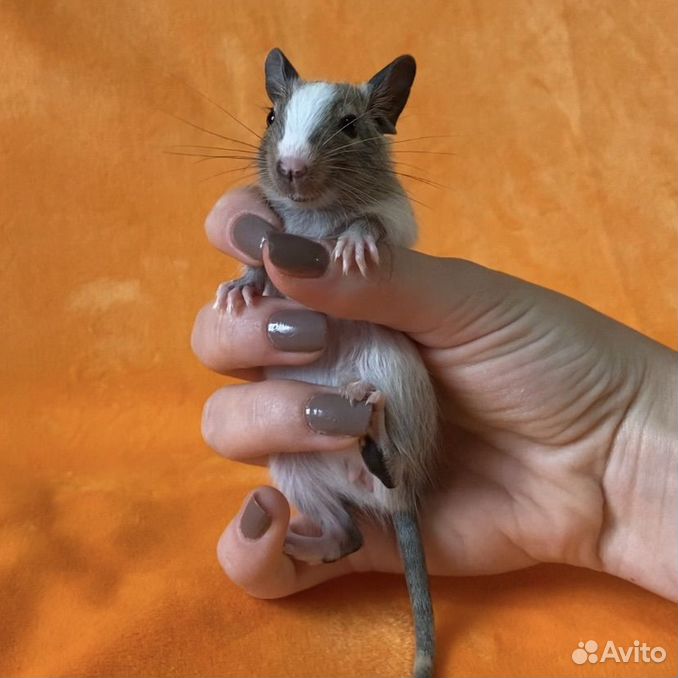 Чилийская белка дегу